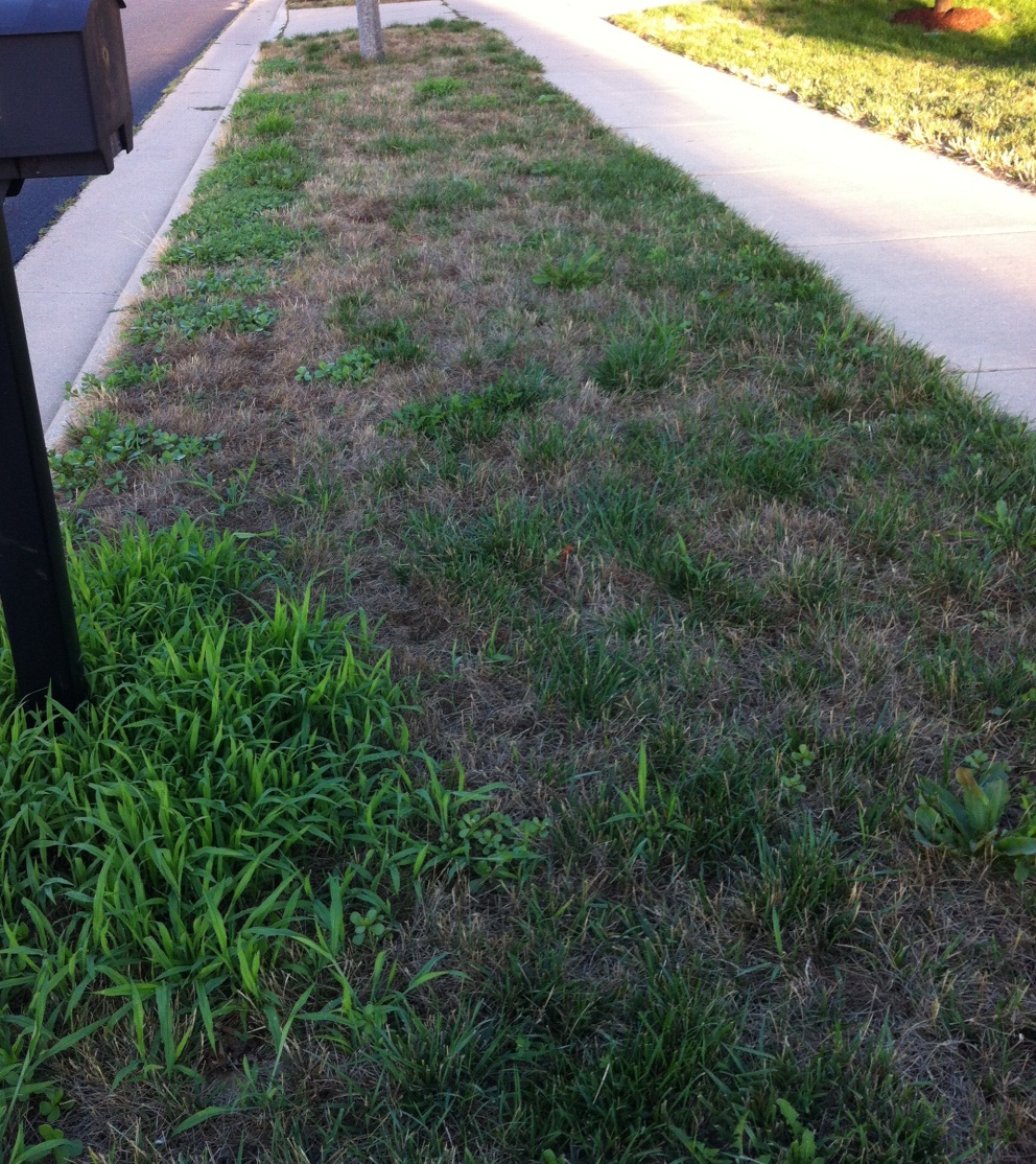 Dealing with Drought Affected Lawns – UW-Madison Turfgrass Science